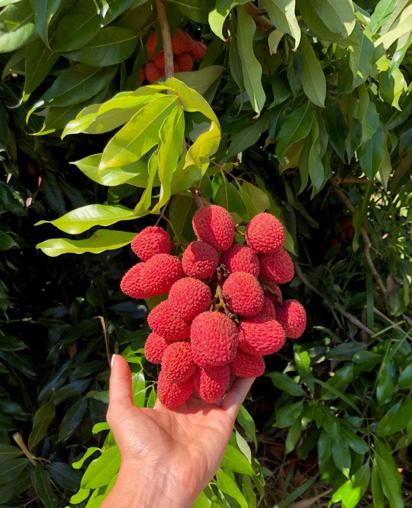 Lychee farm’s first export destination will be Dubai - ANBA News Agency