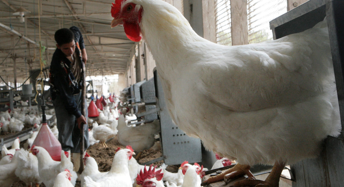 Arab countries create poultry farmers association - Agência de Notícias ...