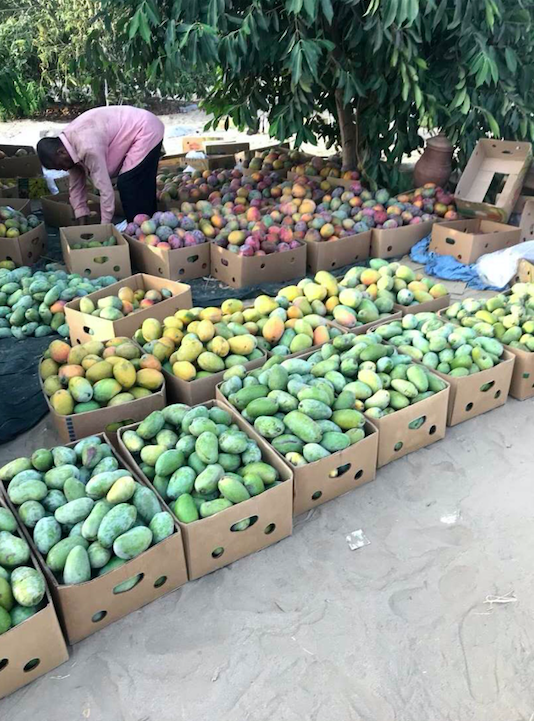 Saudi Arabia grows mangoes in many regions of the country - ANBA News ...