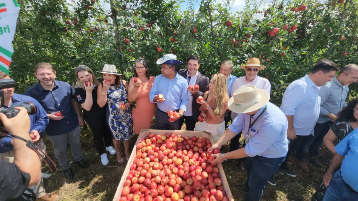 Brazil among the world’s 10 biggest apple growers