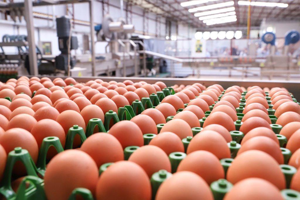 Brazil’s egg exports to UAE show decline - ANBA News Agency
