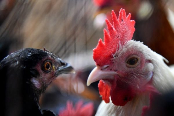 Kuwait recommends lifting ban on Brazilian chicken