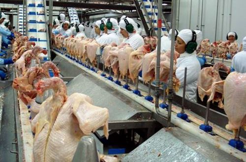 Chicken exports to Middle East rise - ANBA News Agency